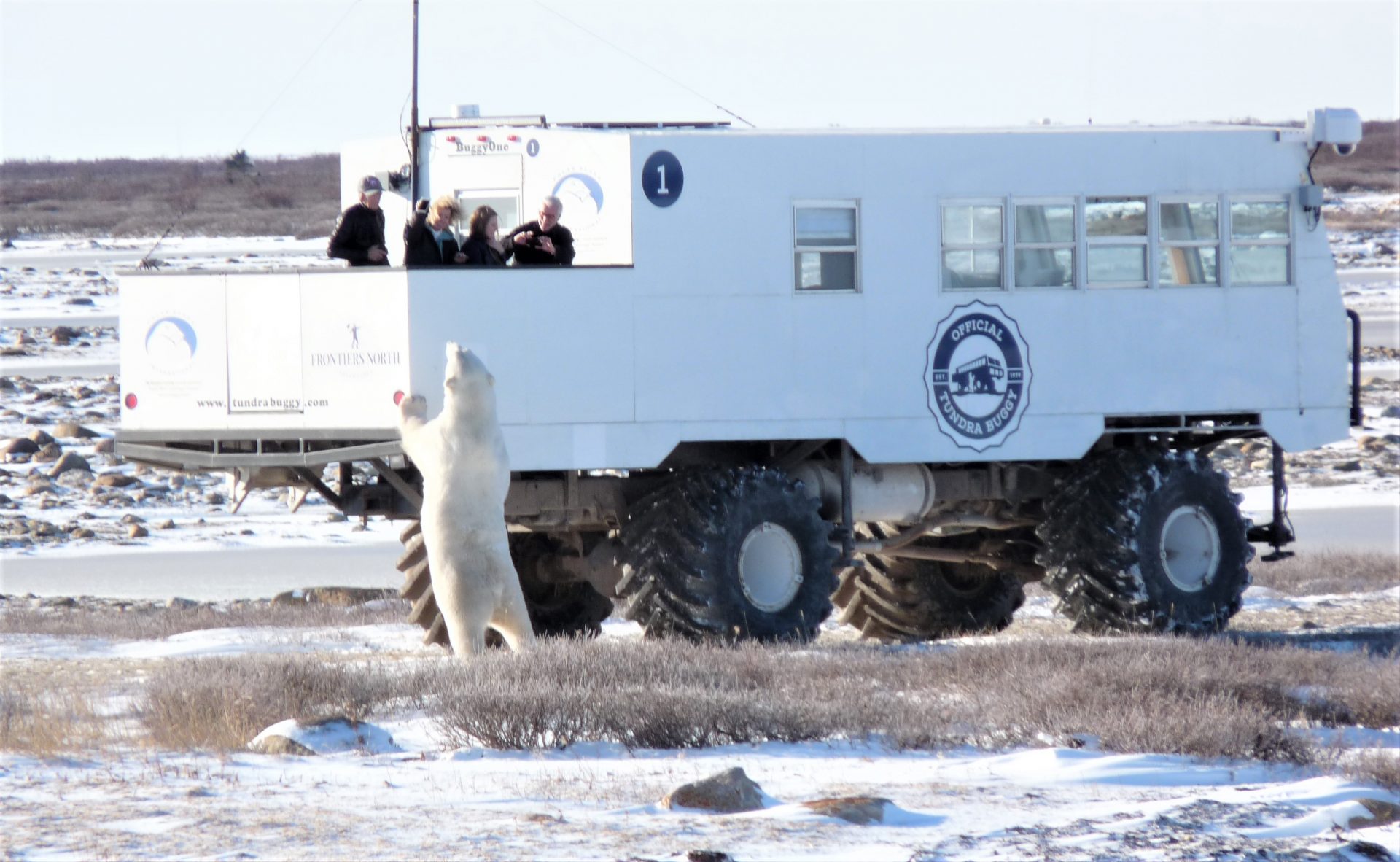 Churchill Manitoba Polar Bear Tour